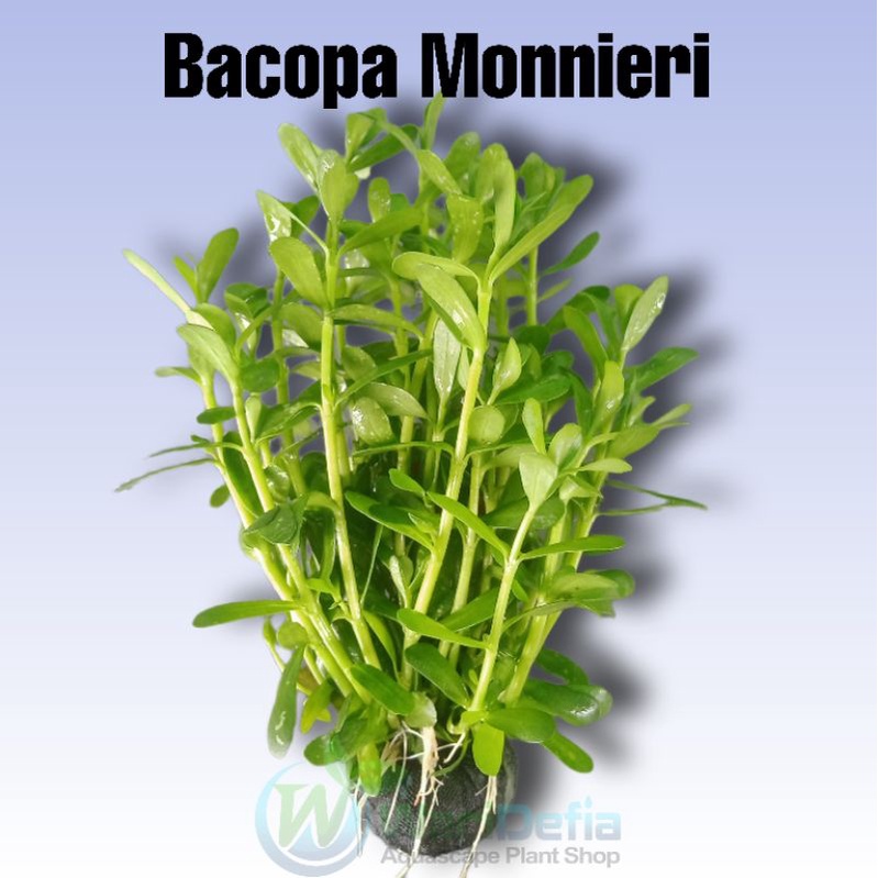 Jual Bacopa Monnieri Tanaman Aquascape Wabikusa | Shopee Indonesia