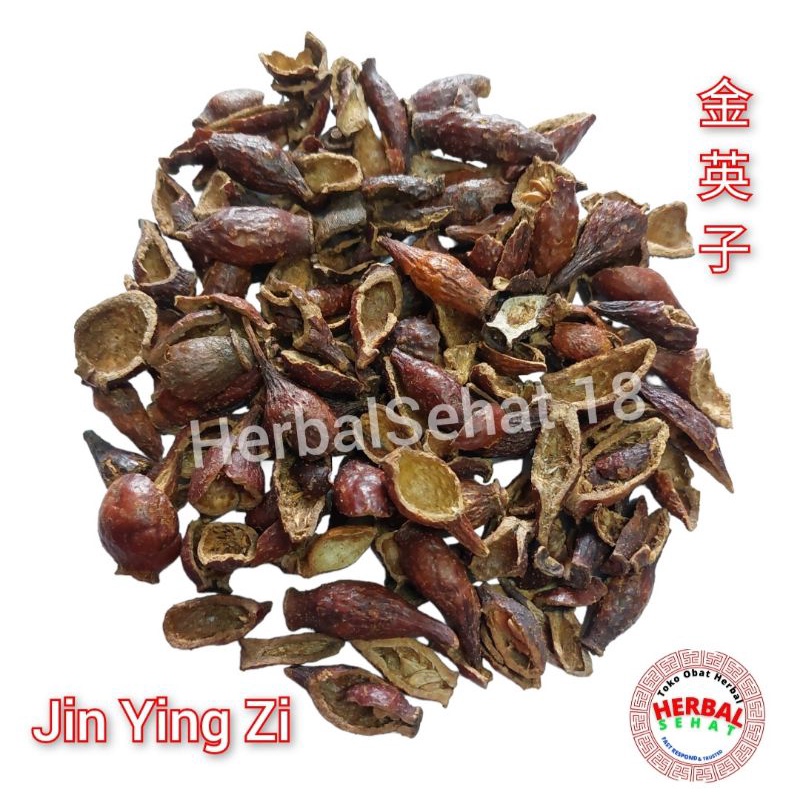 Jual Da Jin Ying Zi - Jin Yin Zi / Jinyingzi / Da Jin Ying / Fructus ...