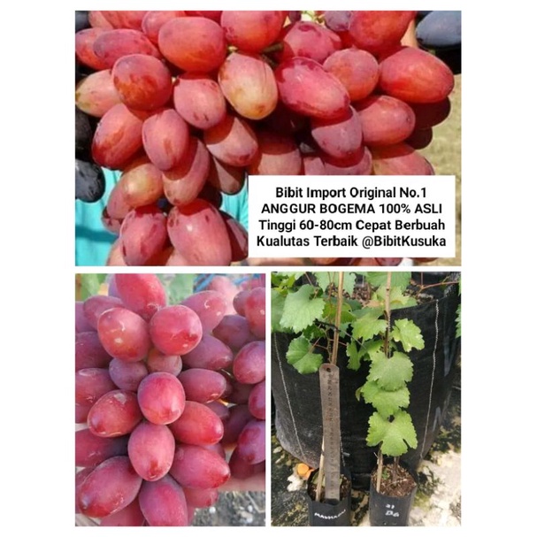 Jual Bibit Unggul ANGGUR BOGEMA MERAH IMPORT Original No.1 Cepat ...