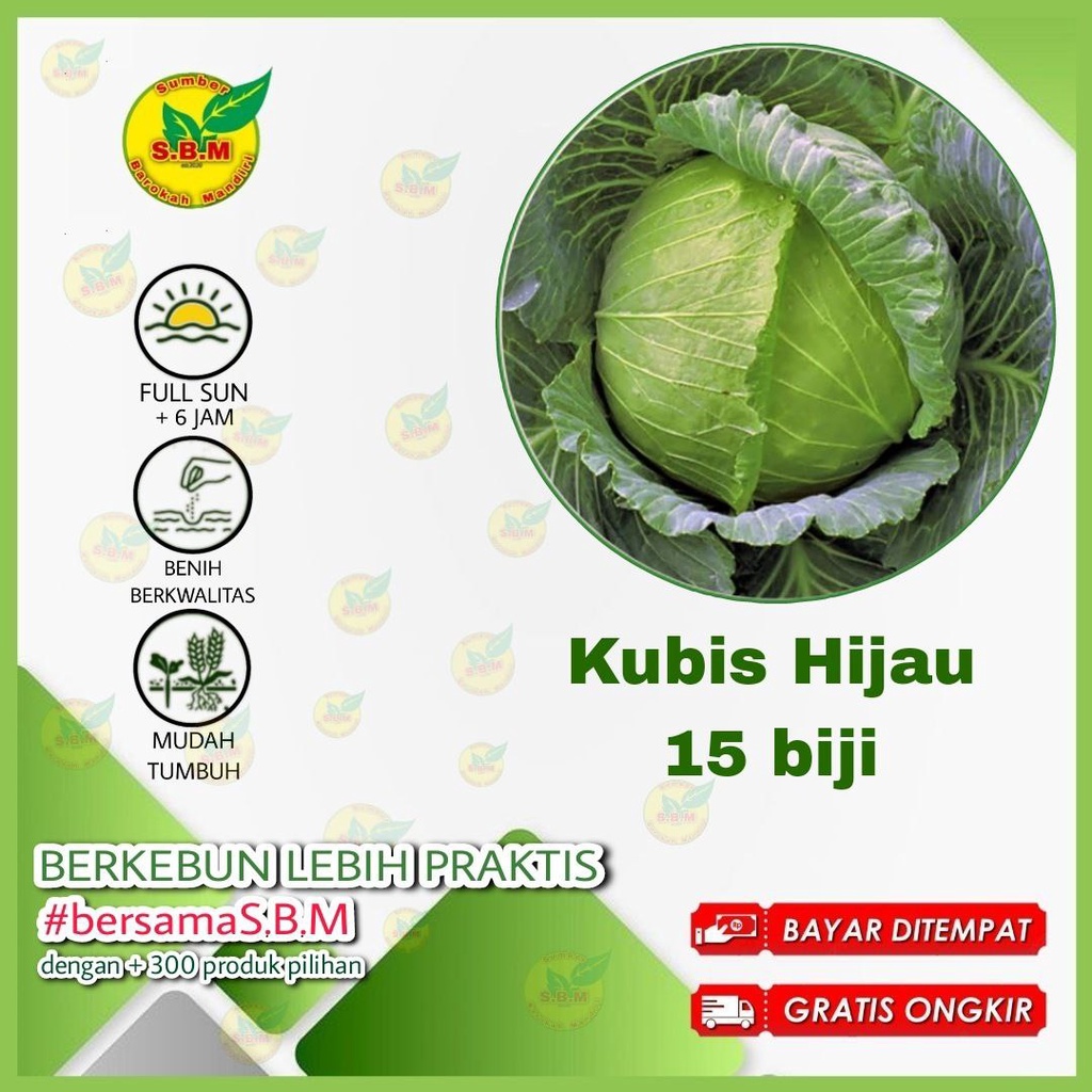 Jual 15 Biji Benih Kol Kubis Hijau F1 Sayuran Dataran Rendah Bibit ...