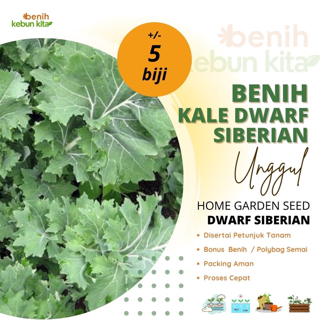 Jual Benih Sayuran Kale Dwarf Siberian Bibit Tanaman Sayur Kale ...