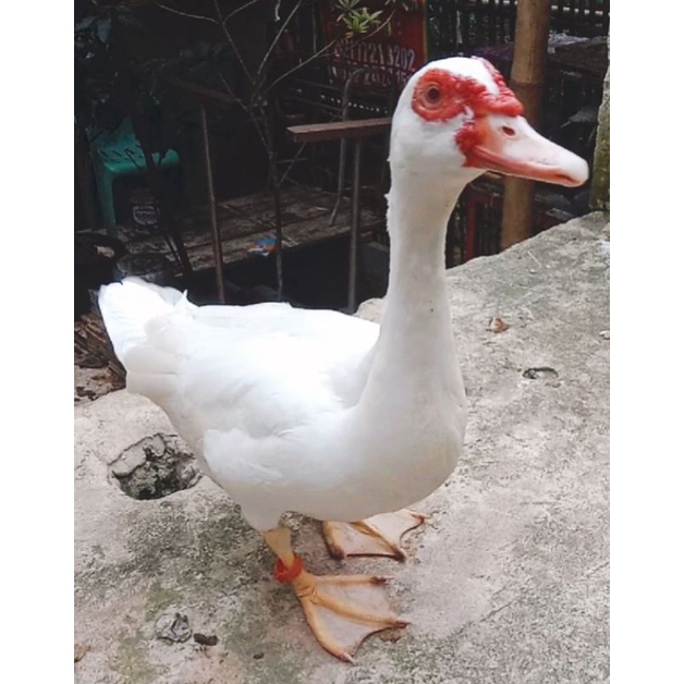 Jual MENTOK RAMBON JALI | Shopee Indonesia