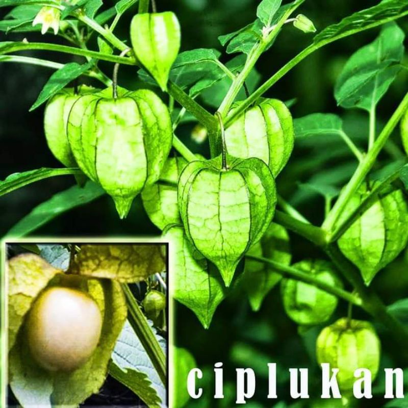 Jual pohon/buah /batang ciplukan (physallis peruvianna L) | Shopee ...