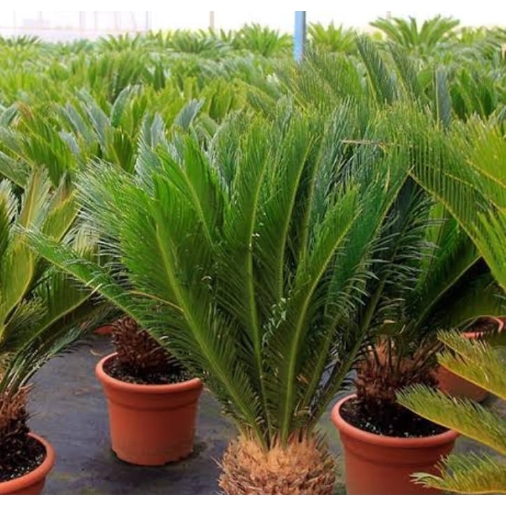 Jual PAKET 4 BATANG BIBIT TANAMAN HIAS BUNGA SIKAS MAWAR JAMBE ASLI ...