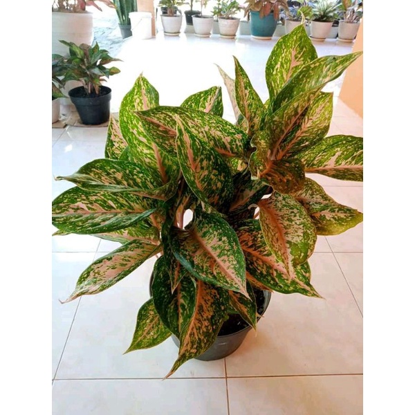 Jual aglonema silverbell/twingkel pink remaja kualitas super | Shopee ...