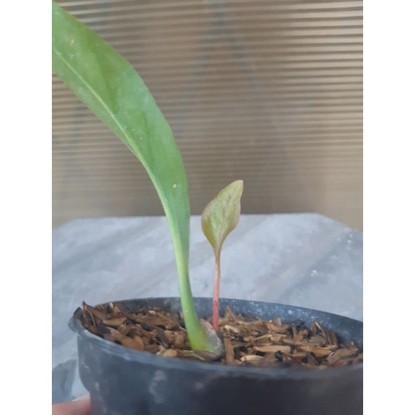 Jual anthurium obor ( pucuk merah dari obor merah ) | Shopee Indonesia