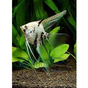 Jual IKAN HIAS MANFISH ANGEL FISH SLAYER AIR TAWAR -+ 5CM | Shopee ...