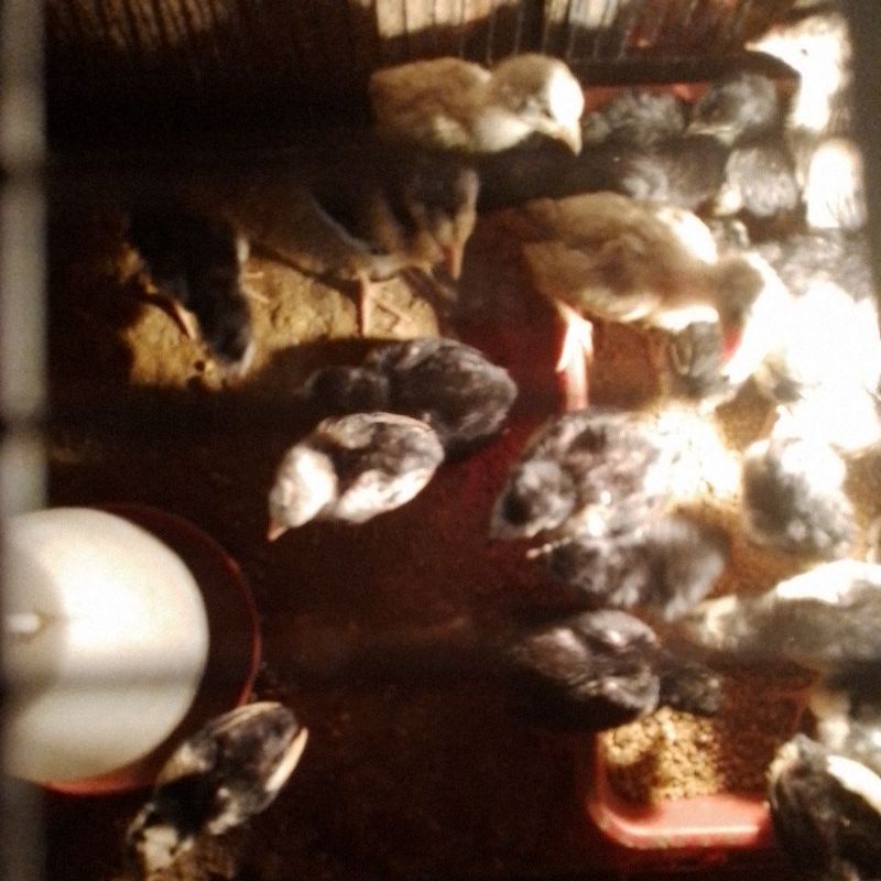 Jual DOC AKA | Shopee Indonesia