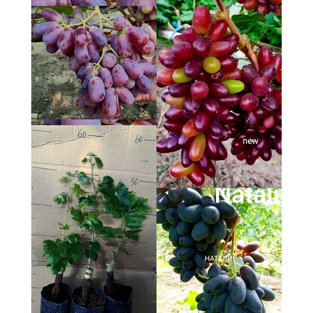 Jual BIBIT ANGGUR IMPORT SIAP TANAM BISA COD | Shopee Indonesia