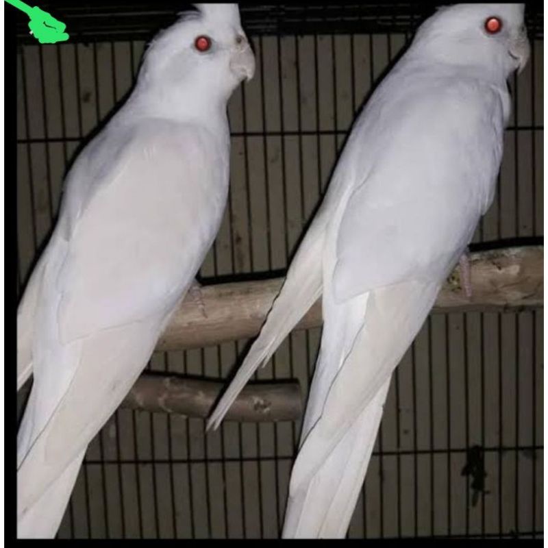 Jual BURUNG FALK ALBINO MATA MERAH SEPASANG | Shopee Indonesia