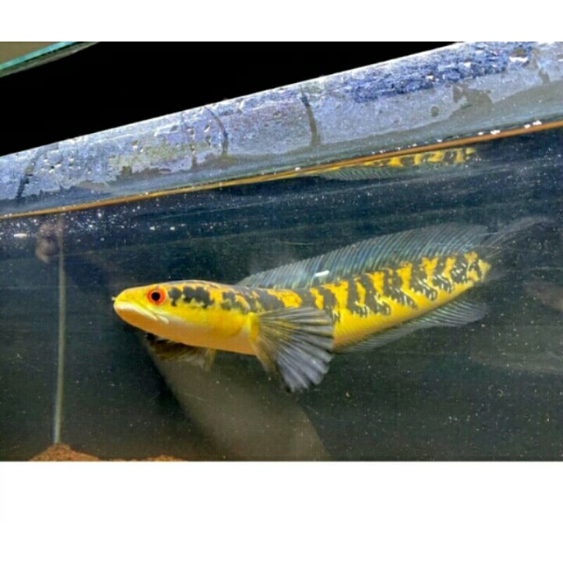 Jual CHANNA MARU YELLOW SENTARUM PREMIUM | Shopee Indonesia