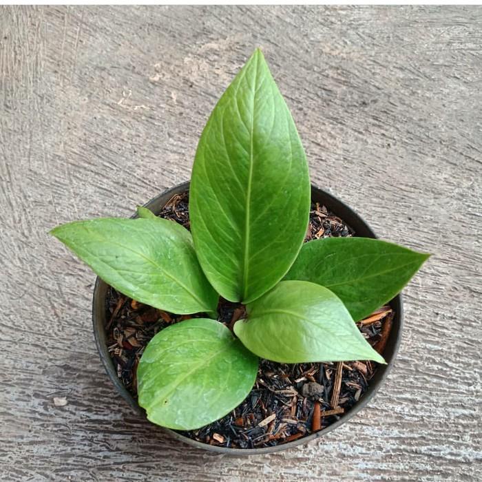 Jual tanaman anthurium jenmani / tanaman anthurium jenmani / tanaman ...