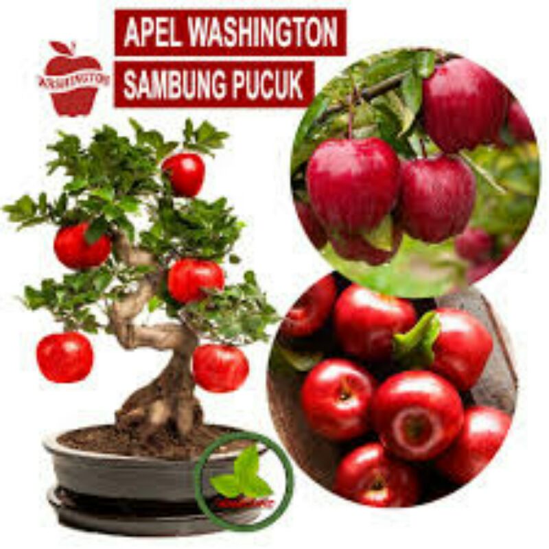Jual BIBIT APEL WASHINGTON ORIGINAL TABULAMPOT | Shopee Indonesia