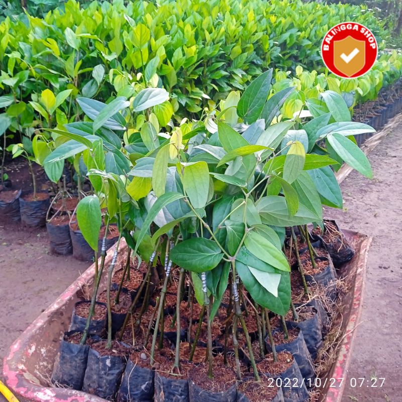Jual 12 Bibit Kemukus Sambung Melada Panjat/Rambat (Kemukus+Melada ...