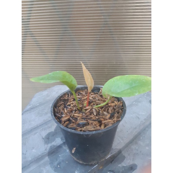 Jual anthurium obor ( pucuk merah ) dari indukan obor merah | Shopee ...