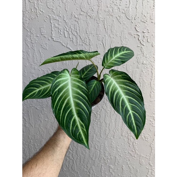 Jual Tanaman hias caladium lindenii / antasoma lindeni | Shopee Indonesia