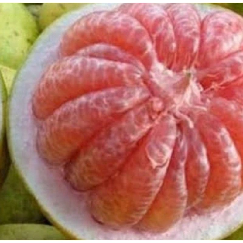 Jual JERUK PAMELO MANIS FRESH ( BISA BANTU KUPAS KULIT ) SUPER 1 KG ...