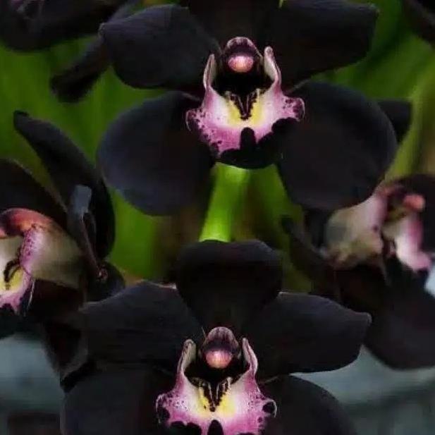 Jual Tanaman Hias Anggrek Dendrobium Black Papua-Anggrek Dendro Tanaman ...