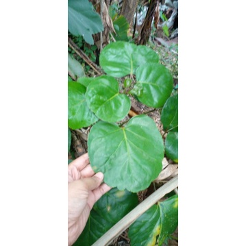 Jual daun mangkok/tapak liman/ tapak leman | Shopee Indonesia