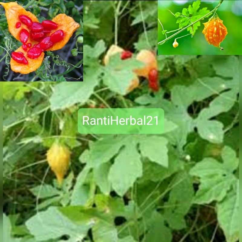 Jual daun pare hutan pres obat herbal 500GRAM bonus biji benih nya ...