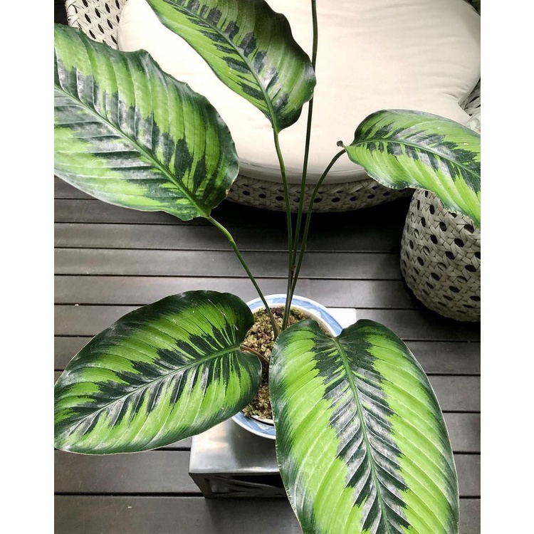 Jual TANAMAN HIAS CALATHEA WILSON | Shopee Indonesia