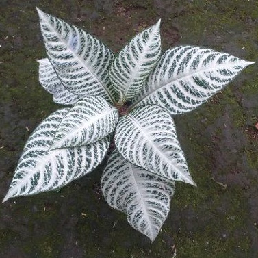 Jual Tanaman hias zebra rimbun (Aphelandra Squarrosa) tanaman indor ...