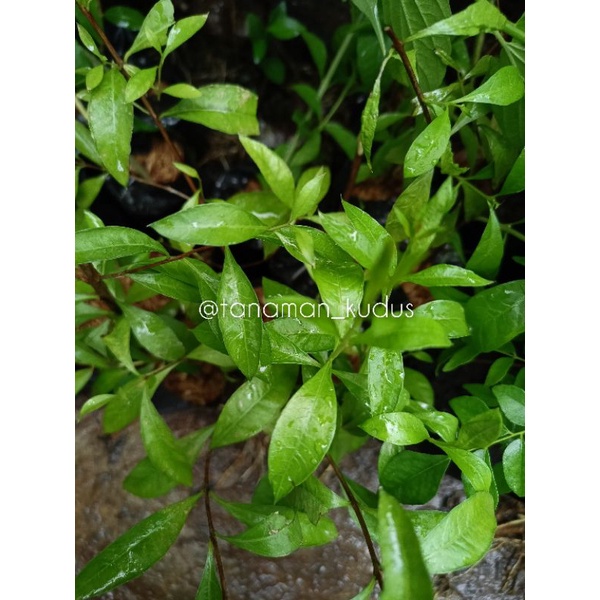 Jual TANAMAN PACAR KUKU/ PACAR ARAB/ INAI | Shopee Indonesia