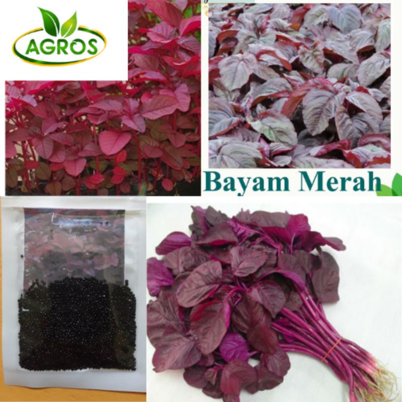 Jual BENIH BAYAM MERAH UNGGUL ECERAN | Shopee Indonesia