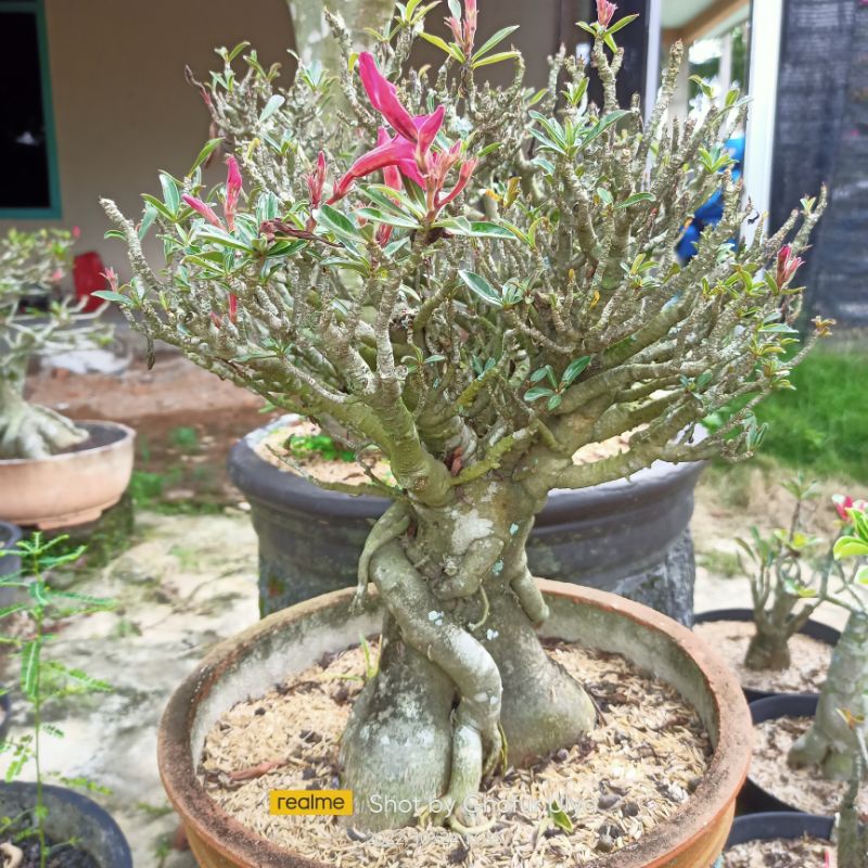 Jual Adenium Cabang Seribu Shopee Indonesia