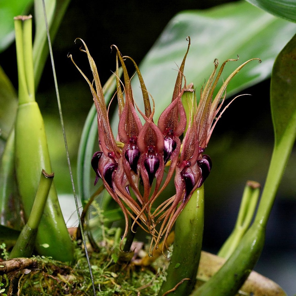 Jual Bulbophyllum pahudii anggrek dewasa berbunga wangi | Shopee Indonesia
