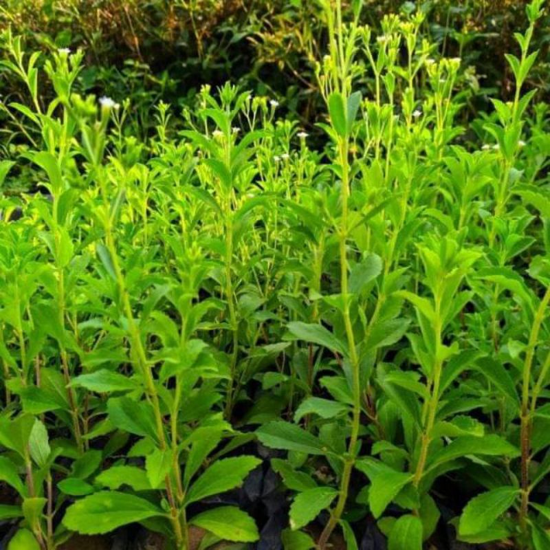 Jual bibit stevia si daun manis alami | Shopee Indonesia