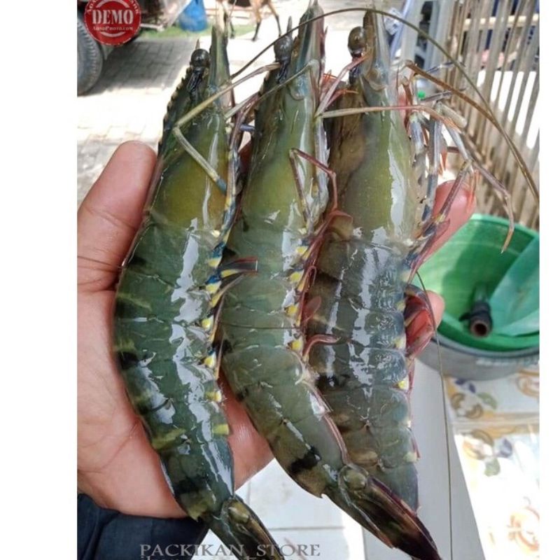 Jual udang tiger/windu jumbo 1 kg | Shopee Indonesia