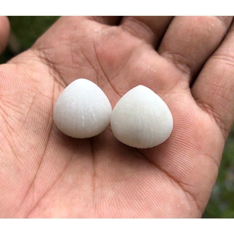 Jual Batu Alami Dari Buah Kelapa Kentos Kelapa sepasang Putih Sangat ...
