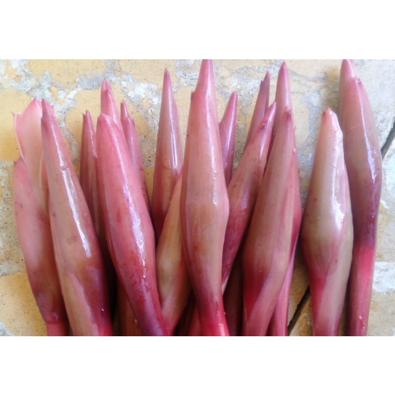Jual Bunga Kecombrang 1kg Bunga Honje Segar Termurah | Shopee Indonesia