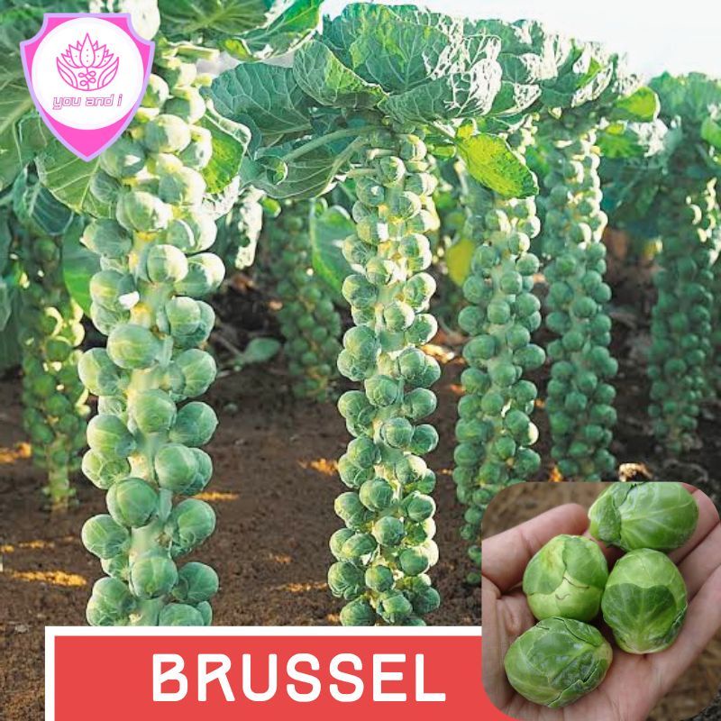 Jual Benih BRUSSEL Sprout Kubis Mini Biji Sayur | Shopee Indonesia