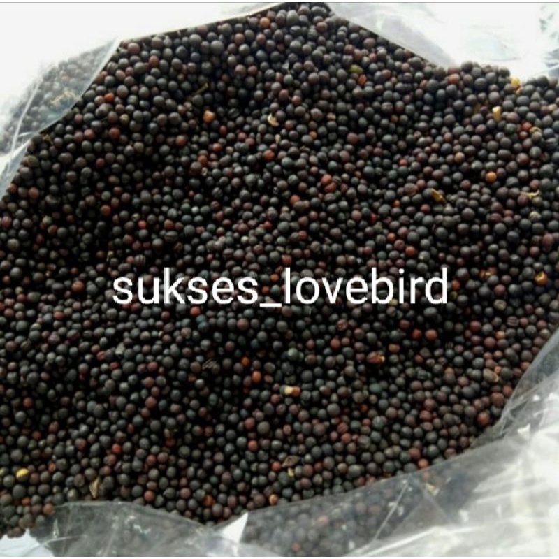 Jual Biji sawi 1 kg makanan burung | Shopee Indonesia