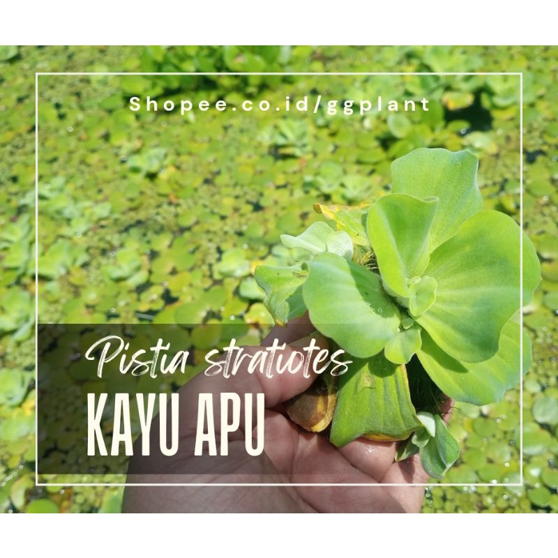 Jual Kayu Apu Atau Apu Apu tanaman Apung untuk cupang | Shopee Indonesia