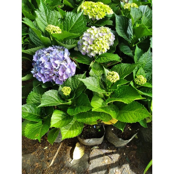 Jual Tanaman Hias bunga panca warna hidup sudah berbunga | Shopee Indonesia