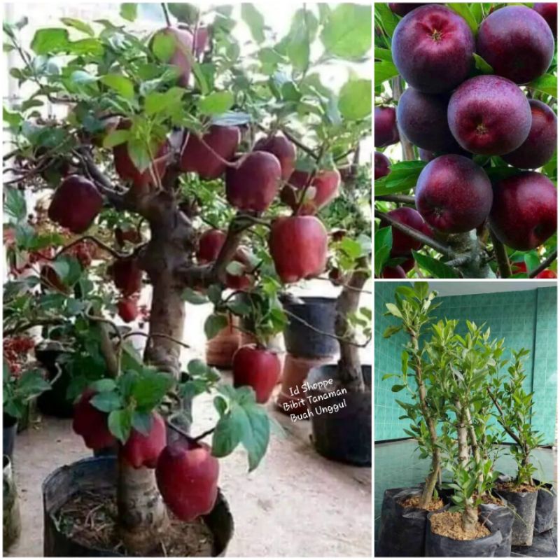 Jual Bibit Apel Merah | Shopee Indonesia