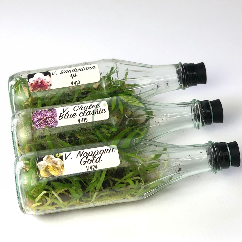 Jual Bibit Anggrek Vanda Botol Benih Anggrek Botolan Umur 11-12 Bulan ...