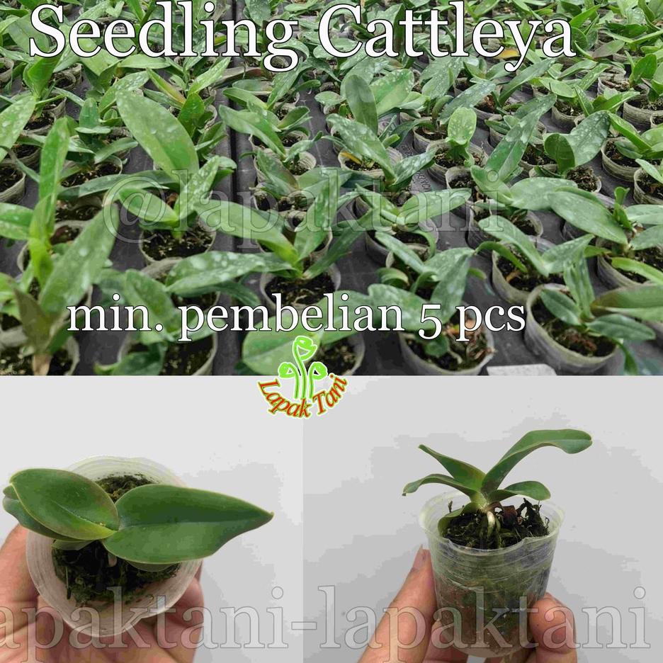 Jual Harga Spesial Anggrek cattleya hybrid seedling bunga besar ...