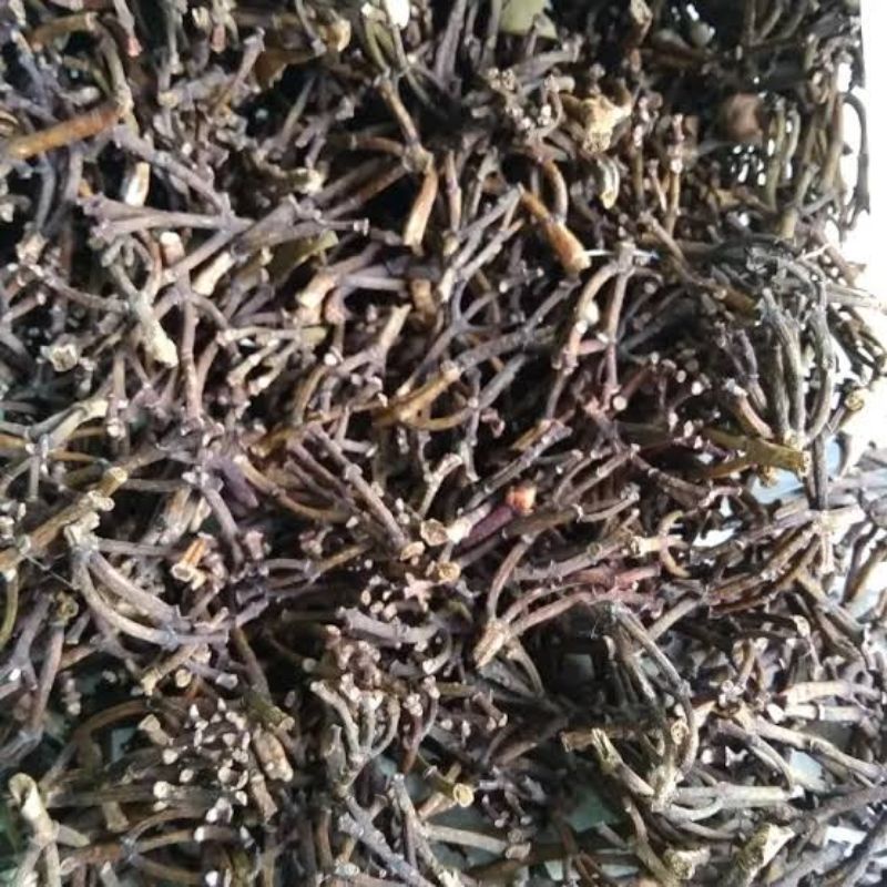 Jual Tangkai cengkeh 1kg batang cengkeh batang bunga cengkeh | Shopee ...