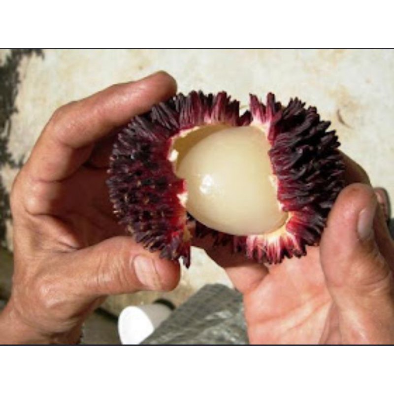Jual Bibit Rambutan Langka Kapulasan Hitam Gundul Khas Kalimantan Rasa ...