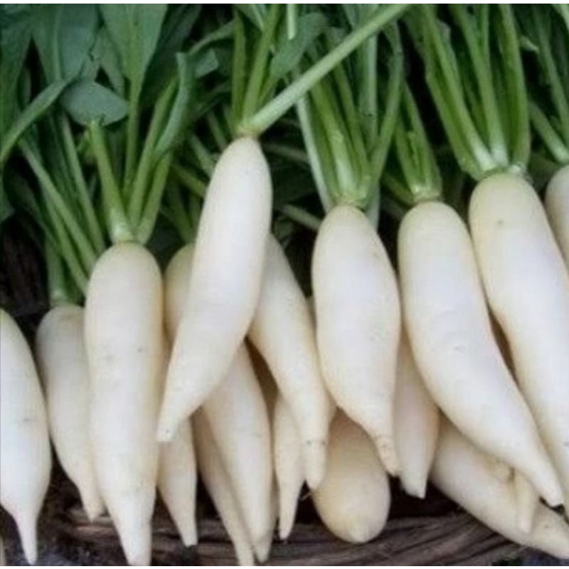 Jual BUAH LOBAK PUTIH 1000gr | Shopee Indonesia