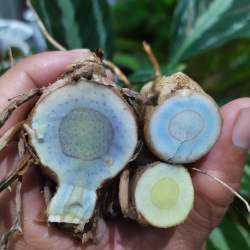 Jual Tanaman herbal Temu Hitam / Temu Ireng / Temu lotong / Temu erang ...