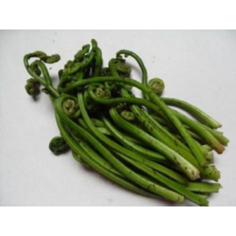 Jual 0.5 - 1kg Sayur daun pakis segar (batang pucuk paling muda ...