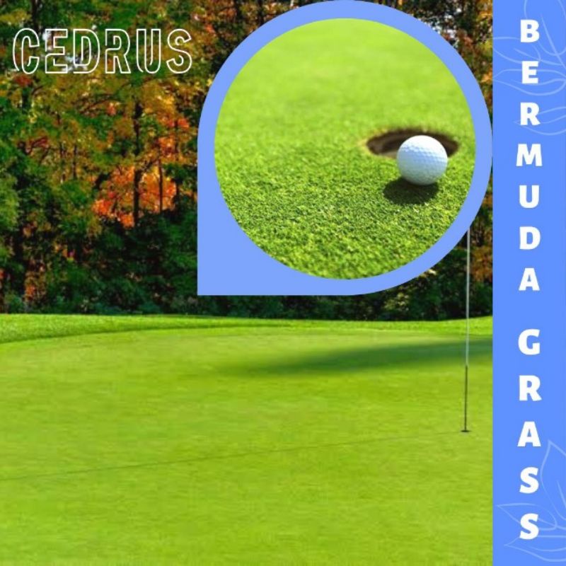 Jual Rumput Golf (isi-10) - Benih Biji Bermuda Grass | Shopee Indonesia