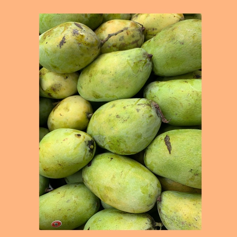 Jual Buah mangga budi raja / mangga budi raja super manis | Shopee ...