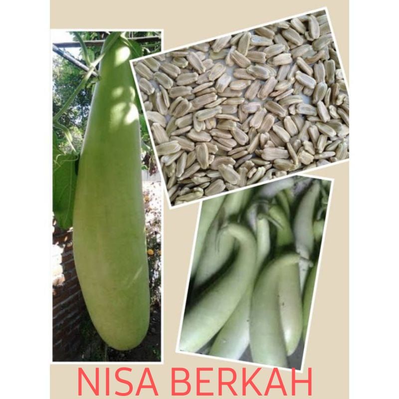 Jual benih labu putih panjang isi 150 biji | Shopee Indonesia