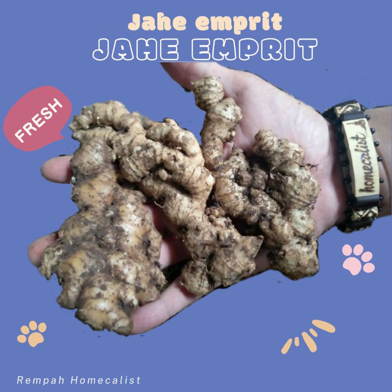 Jual Jahe Emprit 250gr Jahe Emprit Segar Mprit Jawa | Shopee Indonesia